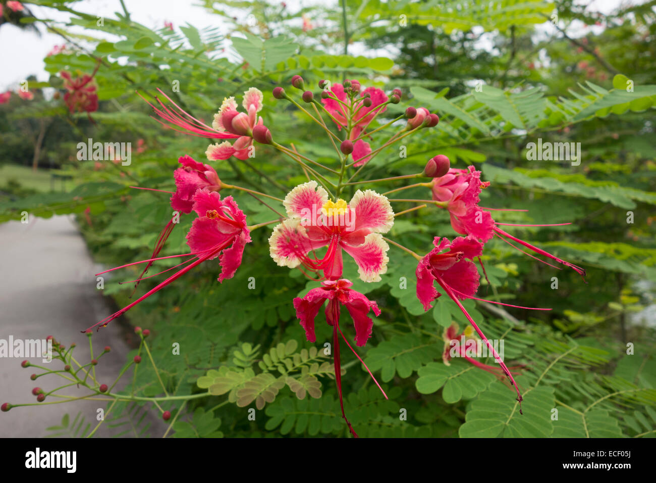 Peacock Flowers On Tree