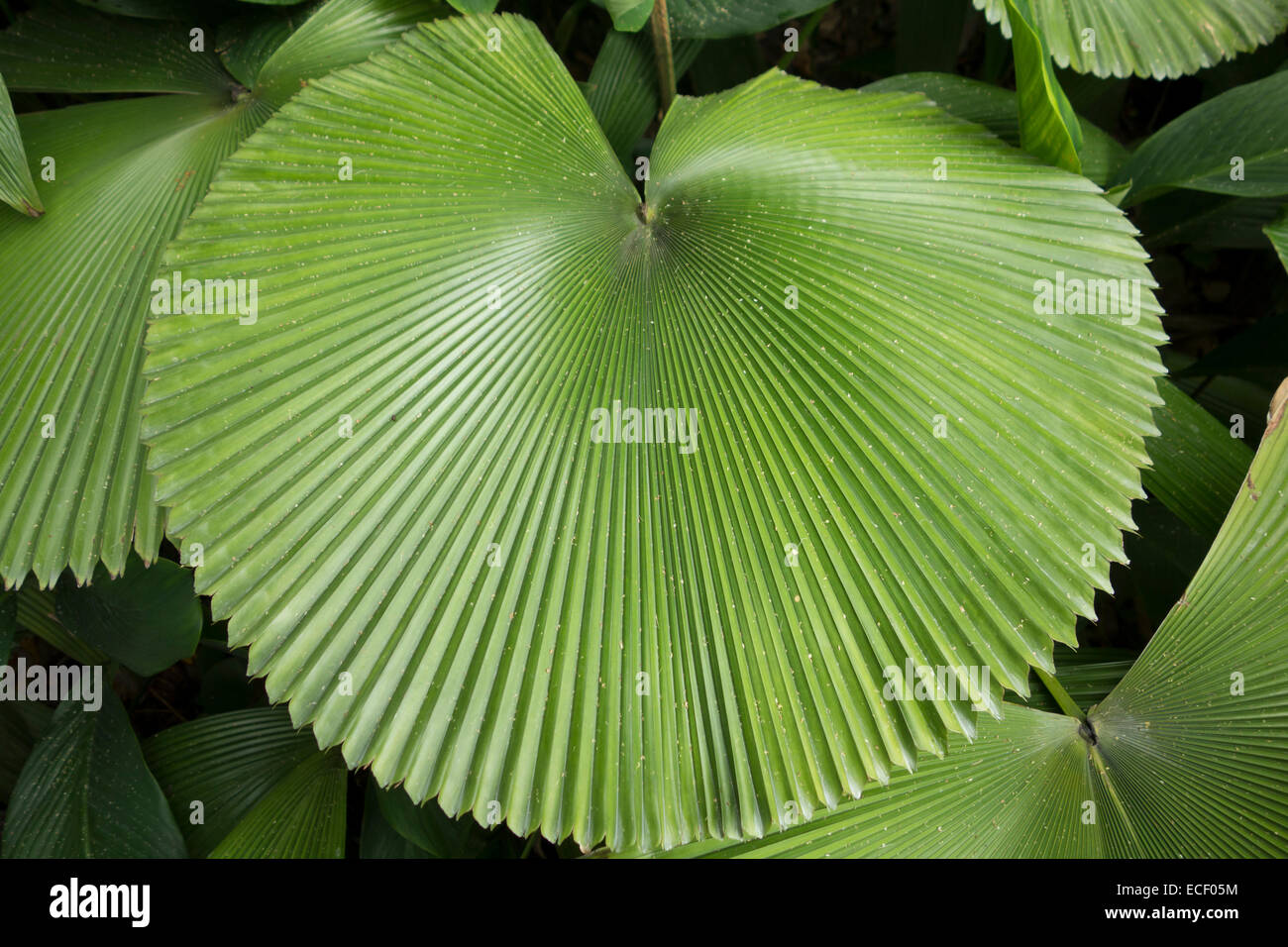 Tropical Palm Leaves like a fan Stock Photo - Alamy