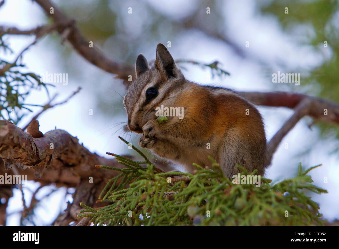 Uinta Chipmunk (Neotamias umbrinus) feeding in a tree on cliffs at ...