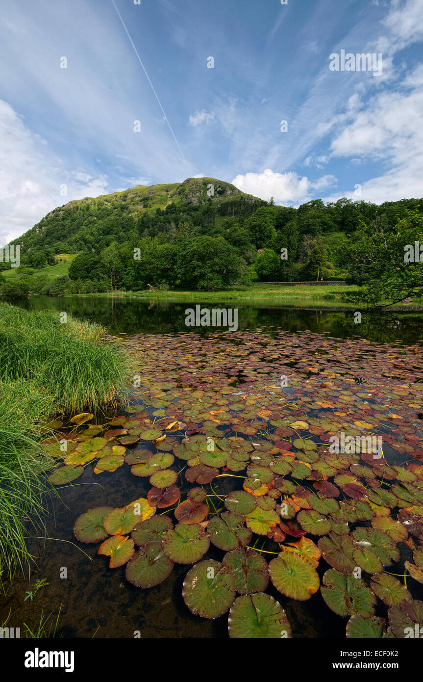 Rydal Water in the Lake District National Park, Cumbria Stock Photo - Alamy