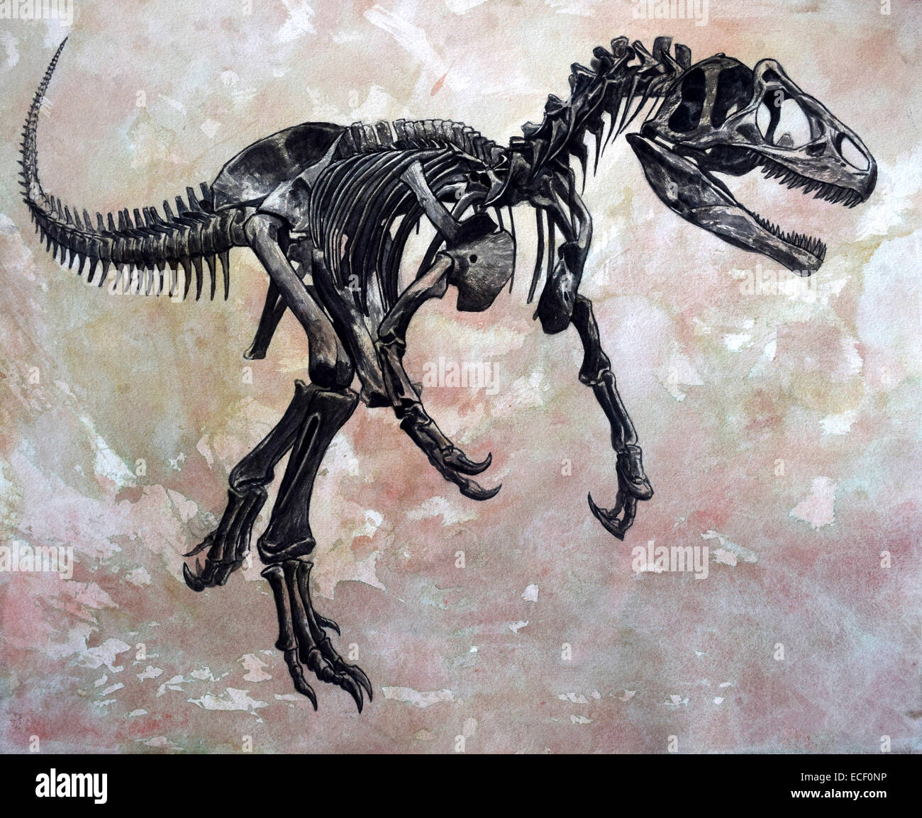 Allosaurus Skeleton Labeled