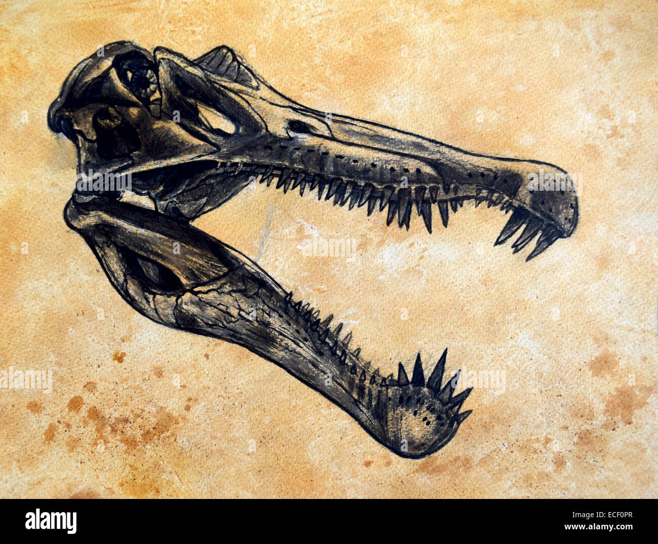 Spinosaurus skull hi-res stock photography and images - Alamy