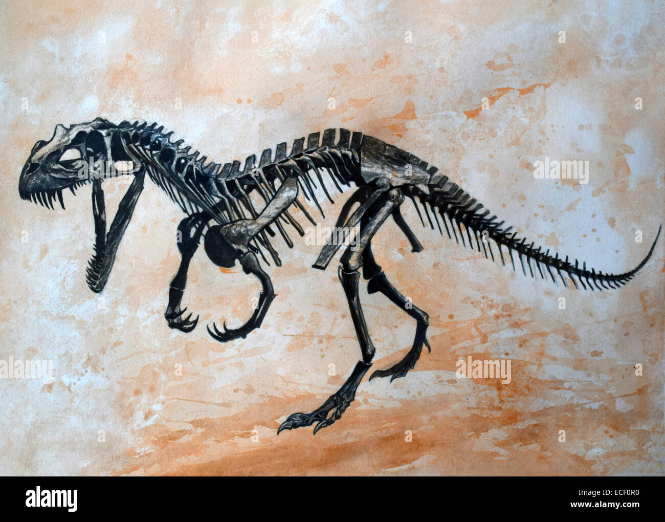 Ceratosaurus Skeleton