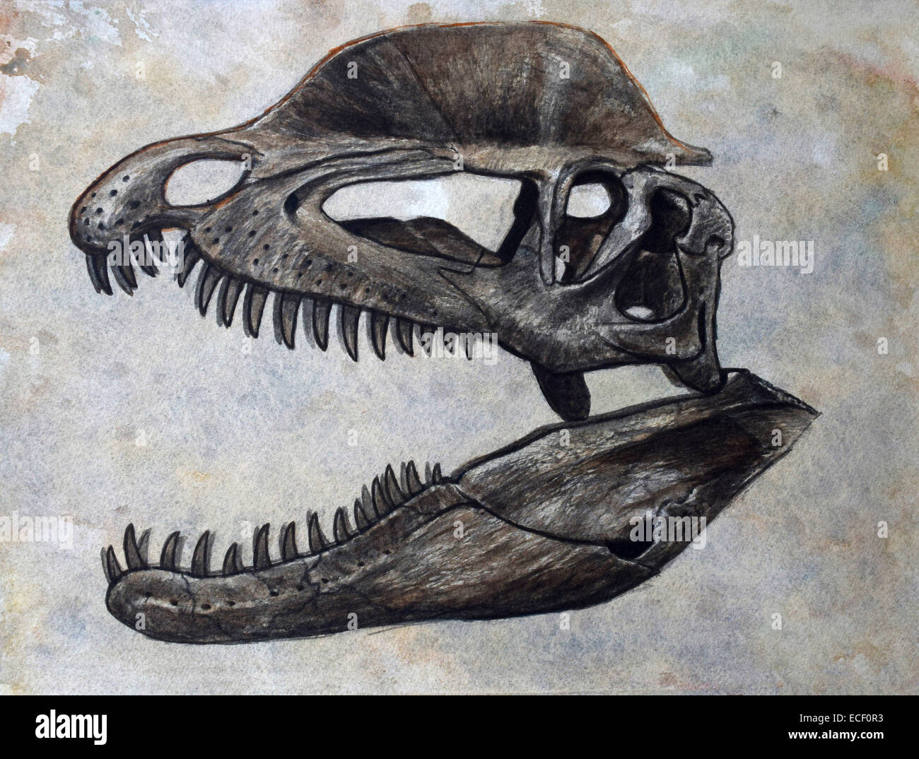 Dilophosaurus Skull Front