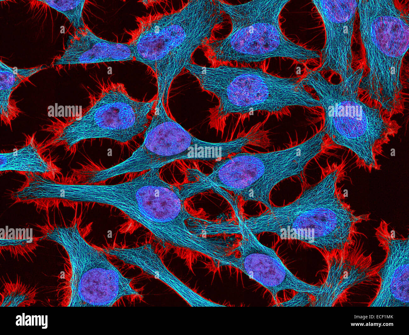 Hela cells fluorescence High Resolution Stock Photography and Images ...