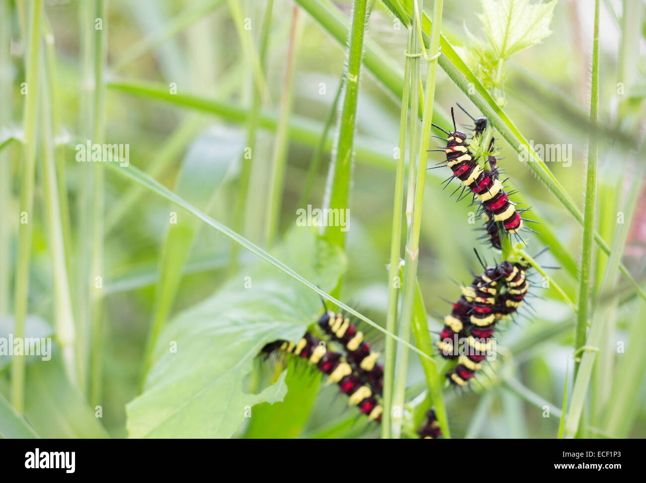 caterpillar eating leaves Stock Photo - Alamy