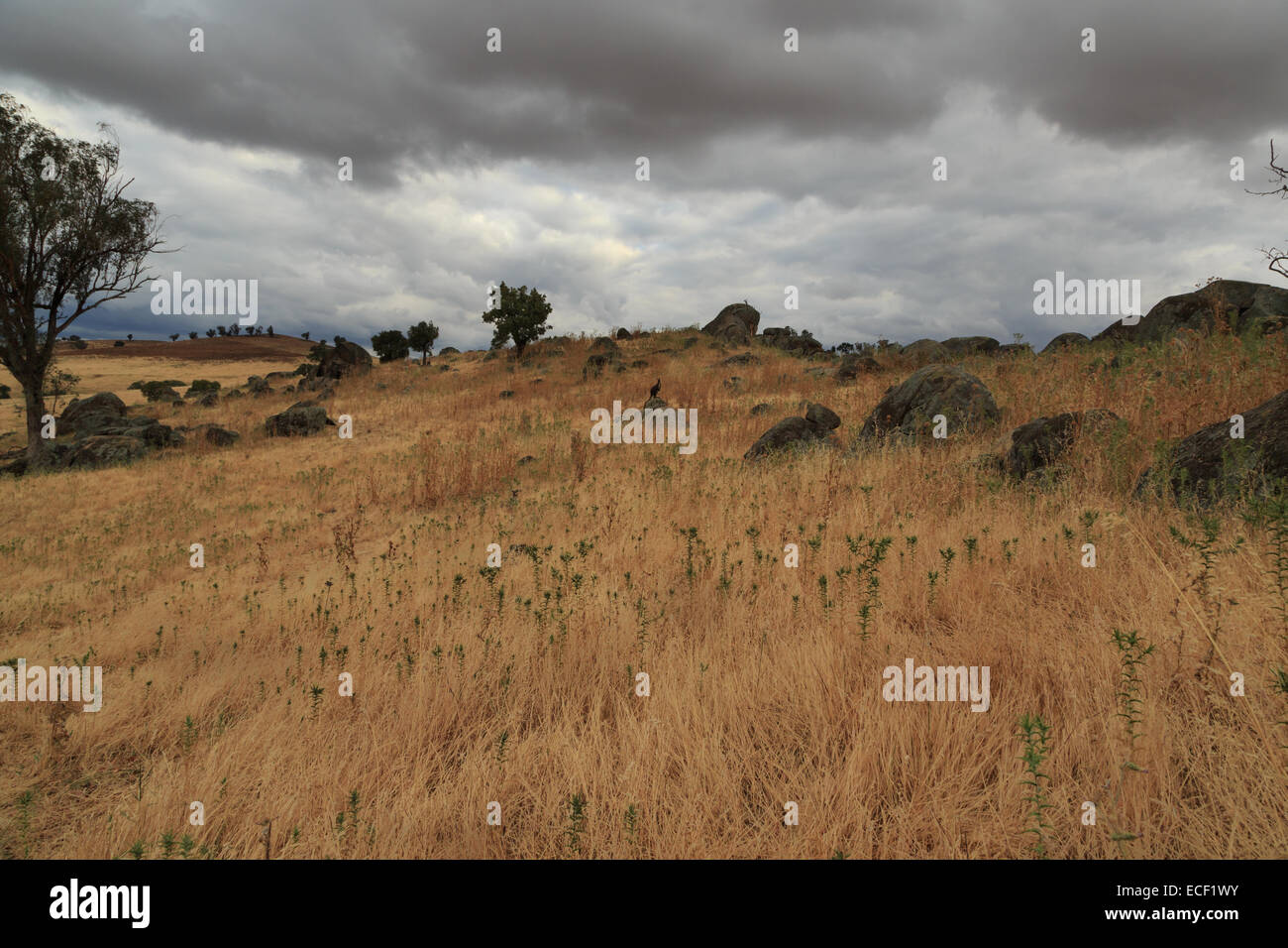 Wallaroo south australia hi-res stock photography and images - Alamy