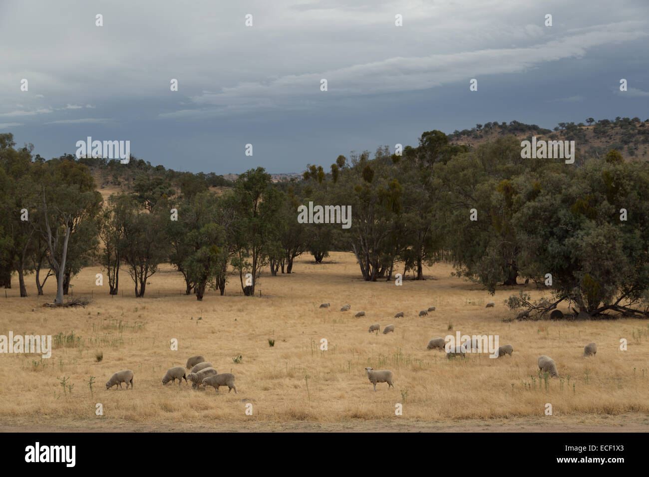 A photograph of some sheep on a very dry drought affected Australian ...