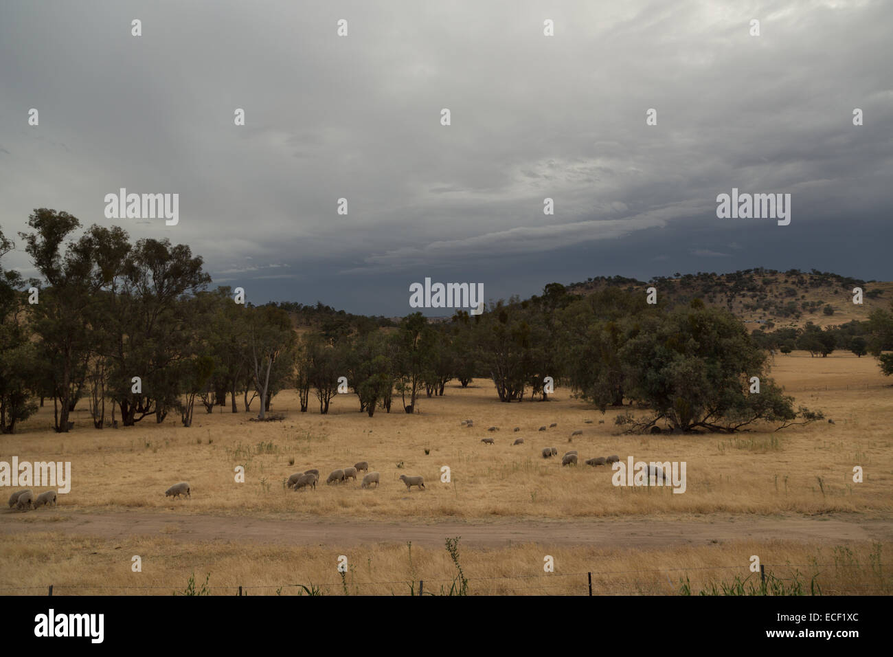 A photograph of some sheep on a very dry drought affected Australian ...