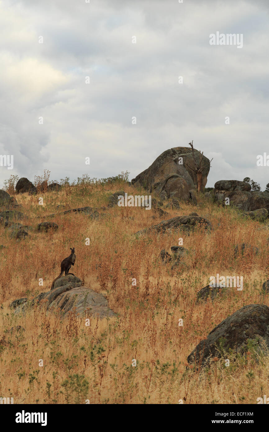 Wallaroo south australia hi-res stock photography and images - Alamy