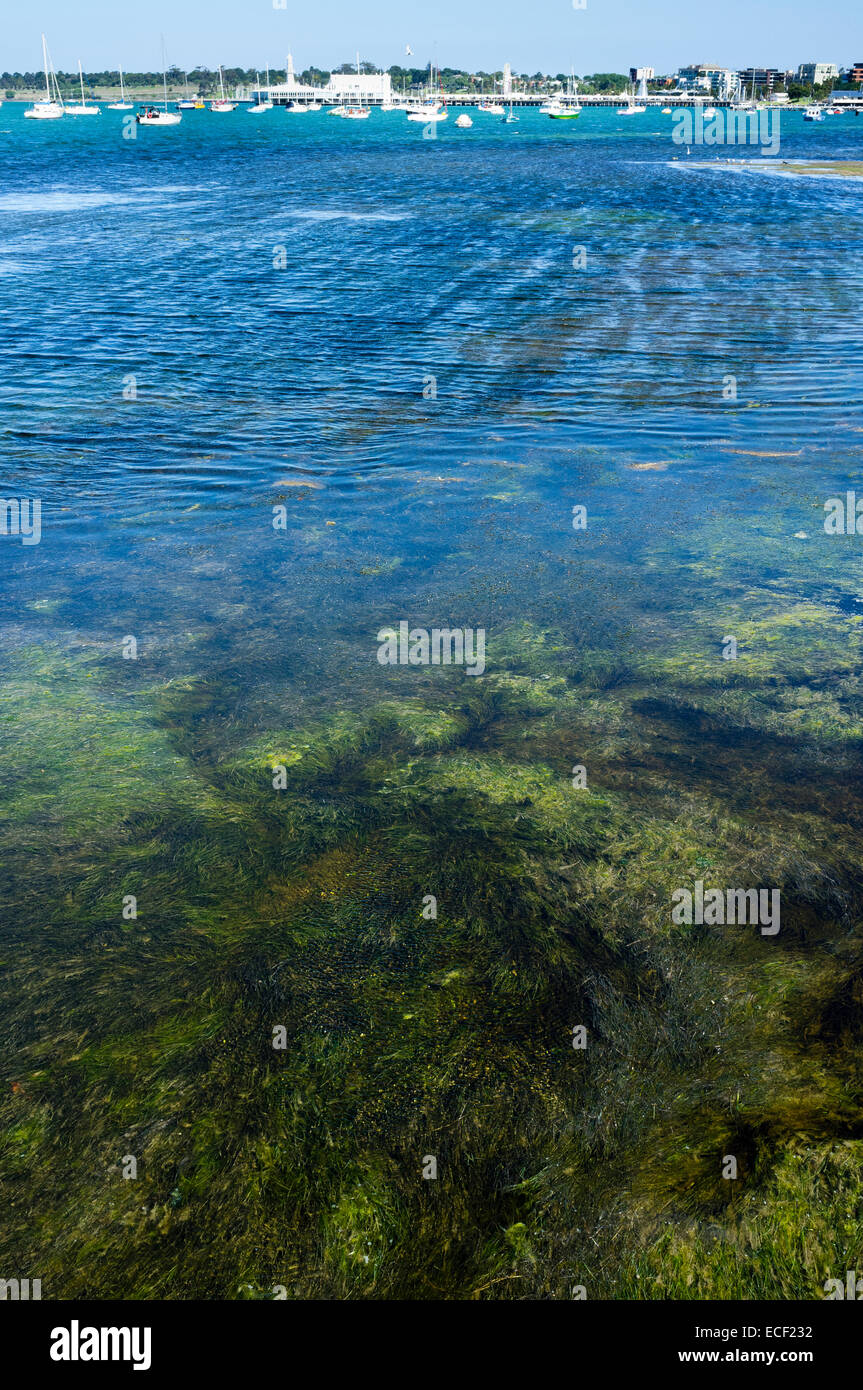 Distant yachts and city view with seaweed floating in vivd blue water ...