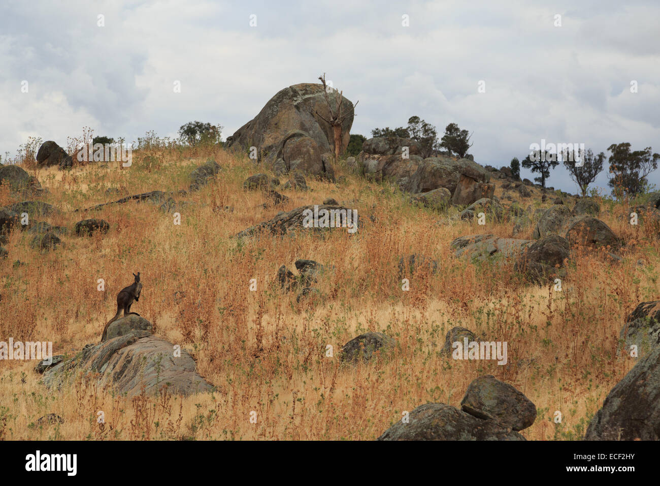 Wallaroo south australia hi-res stock photography and images - Alamy