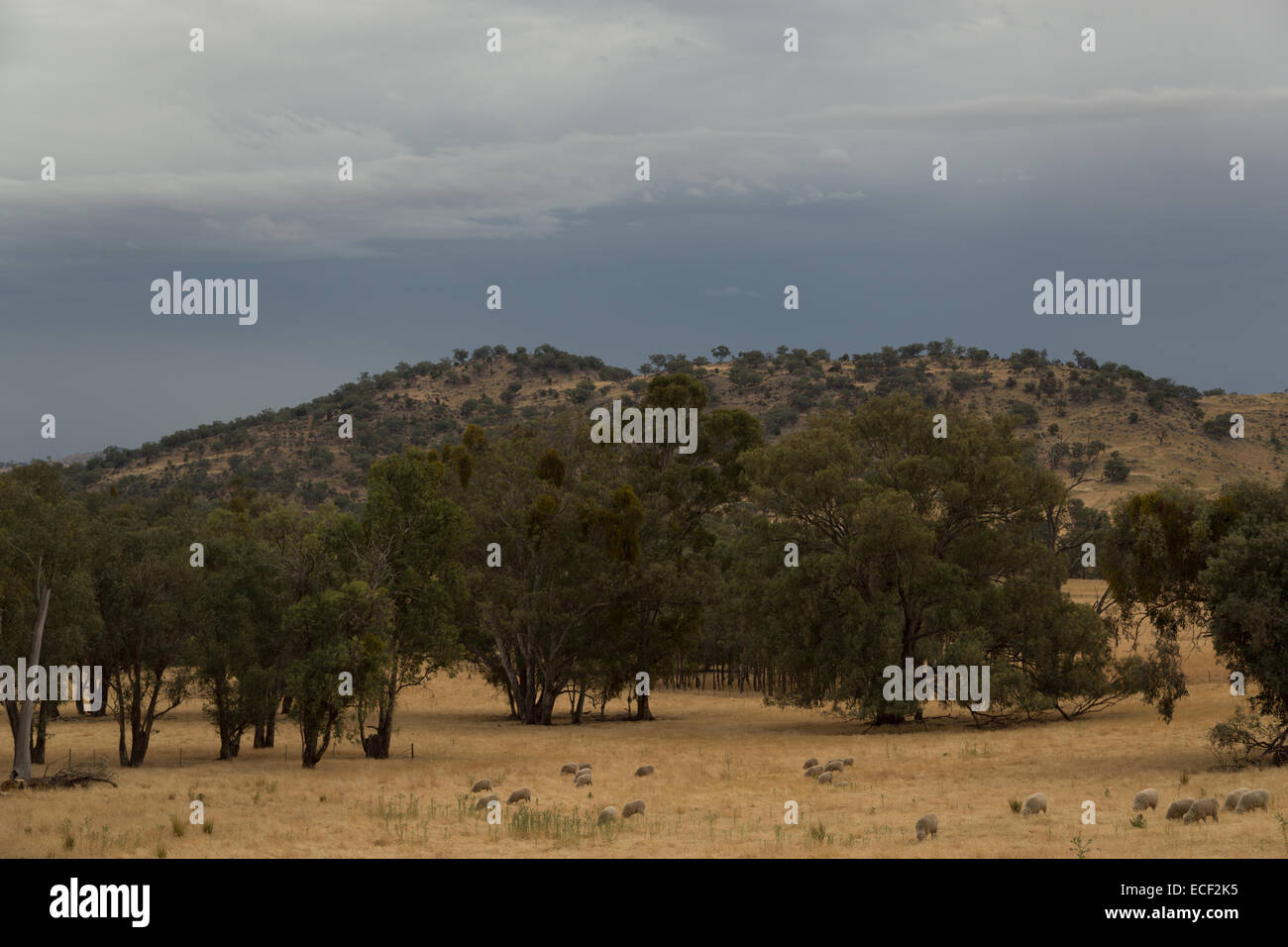 A photograph of some sheep on a very dry drought affected Australian ...