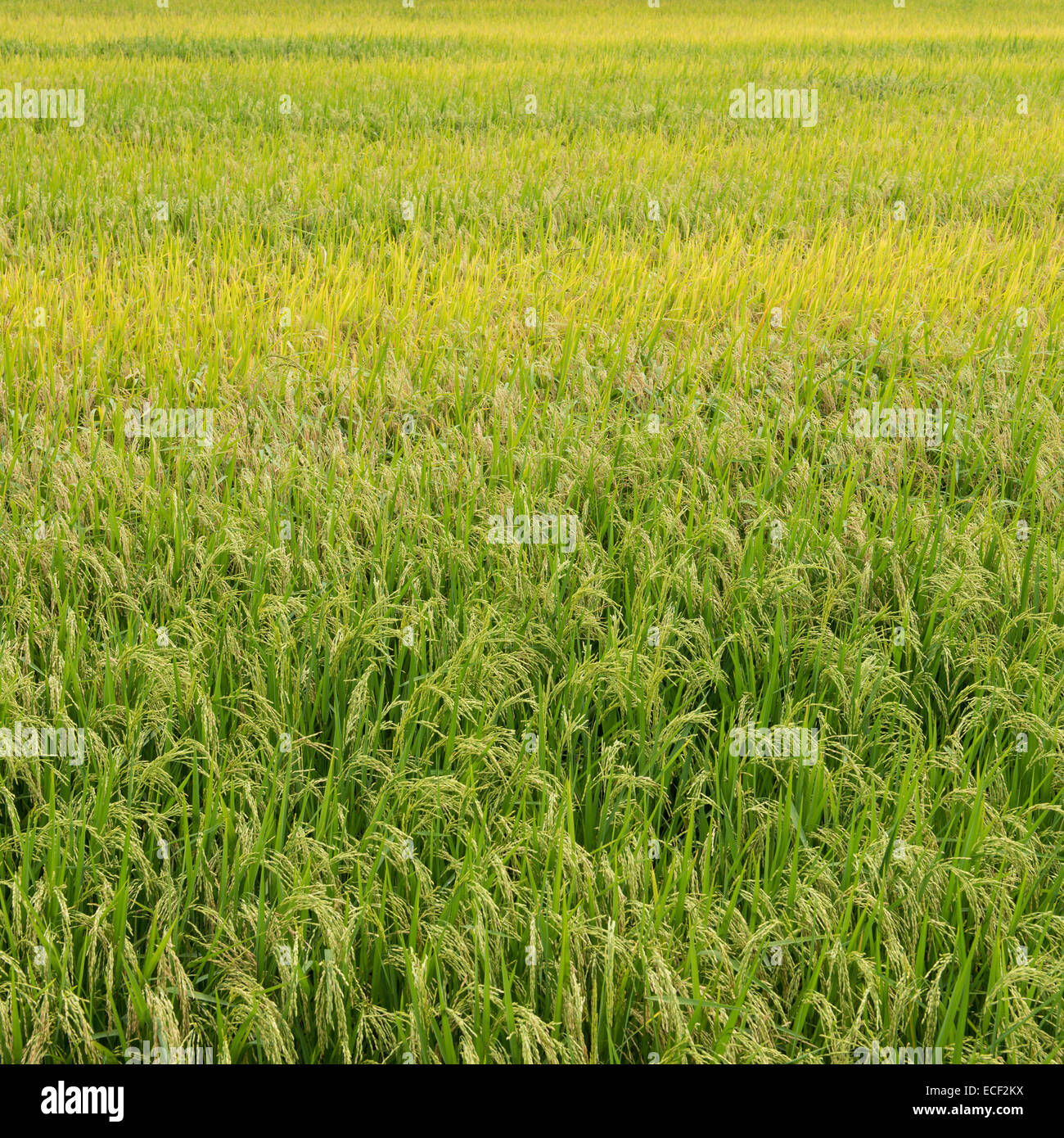 The beautiful landscape of rice fields in Thailand Stock Photo - Alamy