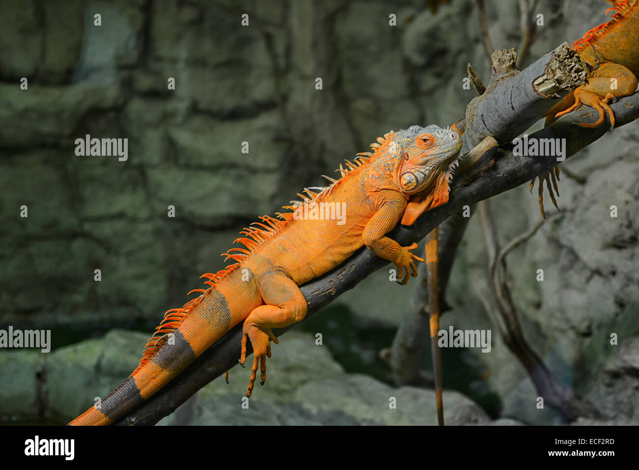 Iguana at Emirates Park Zoo in Abu Dhabi, UAE Stock Photo - Alamy