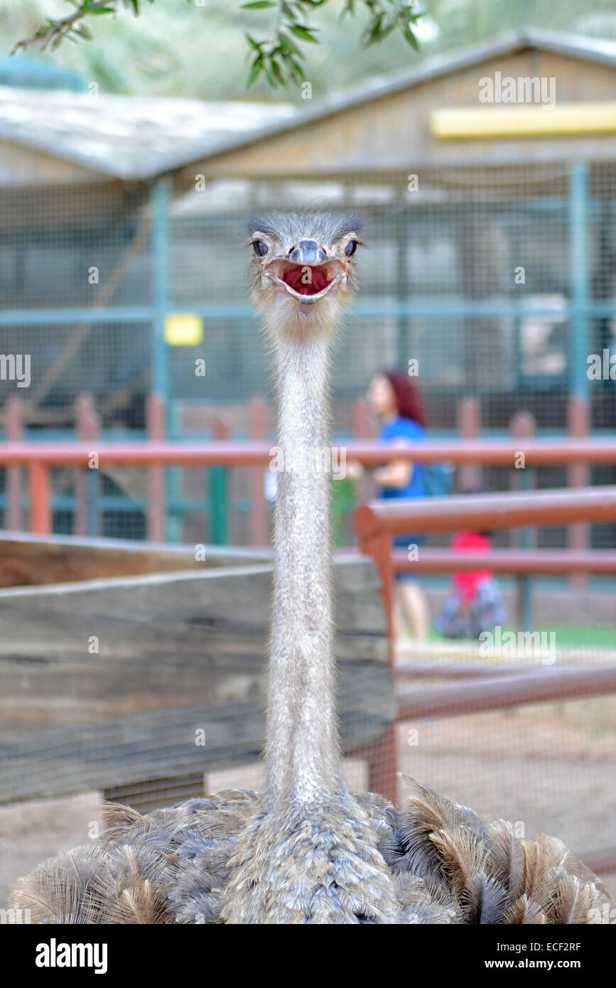 Emirates park zoo | Taler-travel.ru