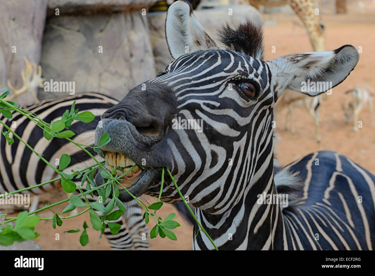 Zebra at Emirates Park Zoo in Abu Dhabi, UAE Stock Photo - Alamy