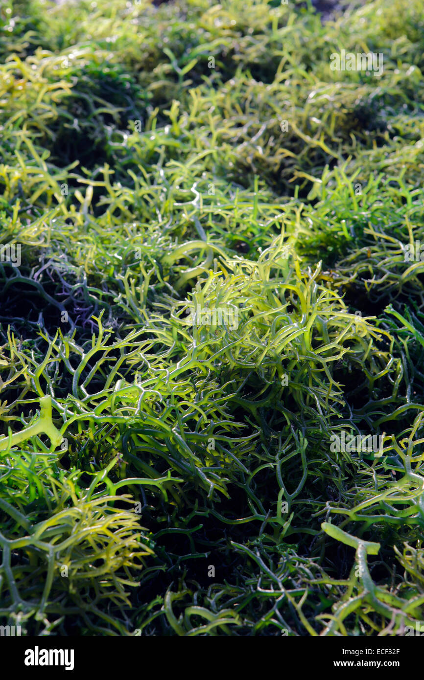 Harvested seaweed lying in sun to dry Stock Photo - Alamy