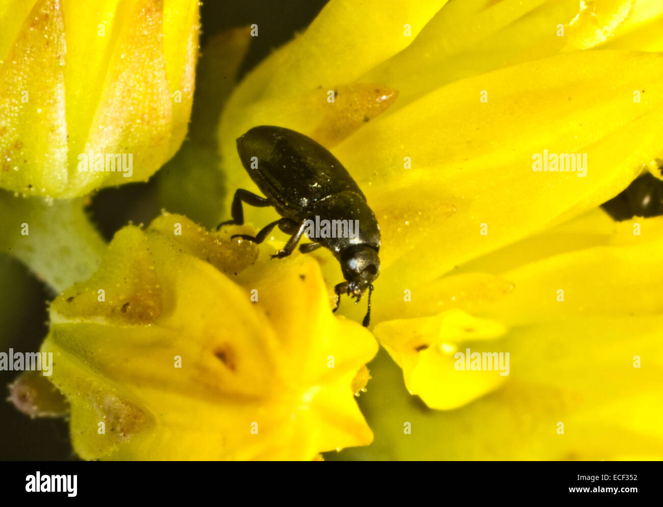 Photomicrograph of a pollen beetle, Brassicogethes aeneus, on a yellow ...