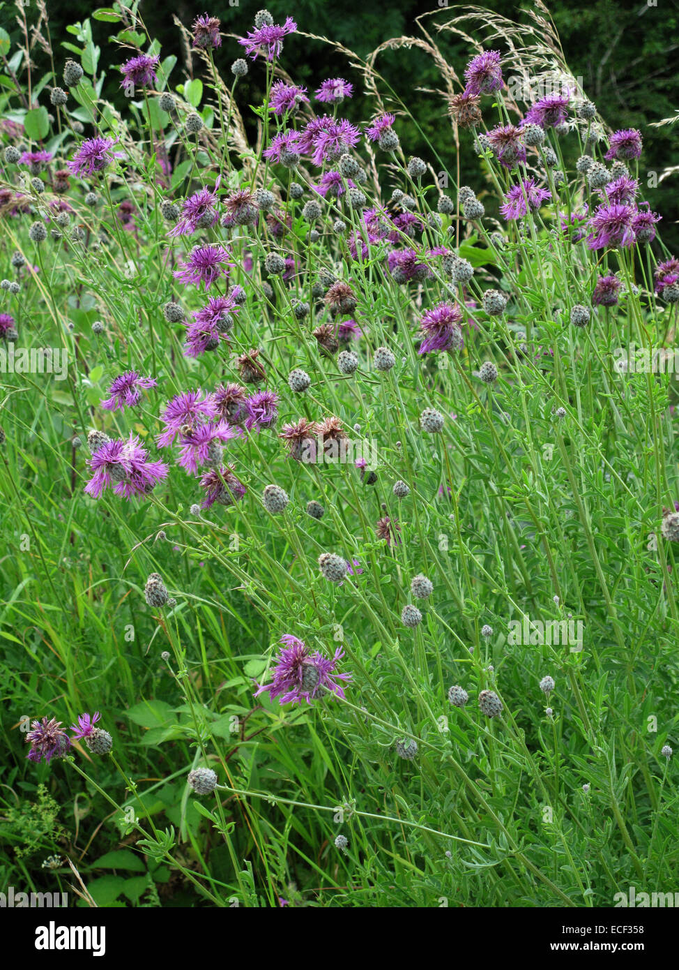 Greater knapweed, Centaurea scabiosa, flowering plants on chalk ...