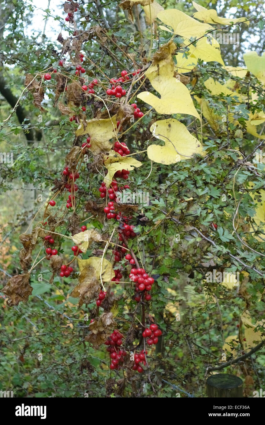 Ripe red fruit of black bryony, Dioscorea communis, a poinous medicinal ...