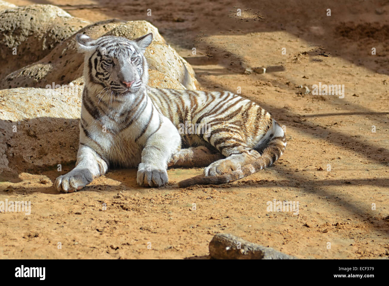 Siberian White Tiger at Emirates Park Zoo in Abu Dhabi, UAE Stock Photo ...
