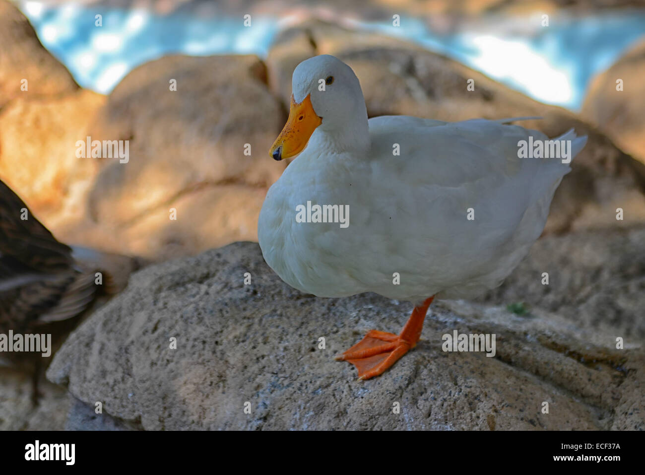 Duck at Emirates Park Zoo in Abu Dhabi, UAE Stock Photo - Alamy