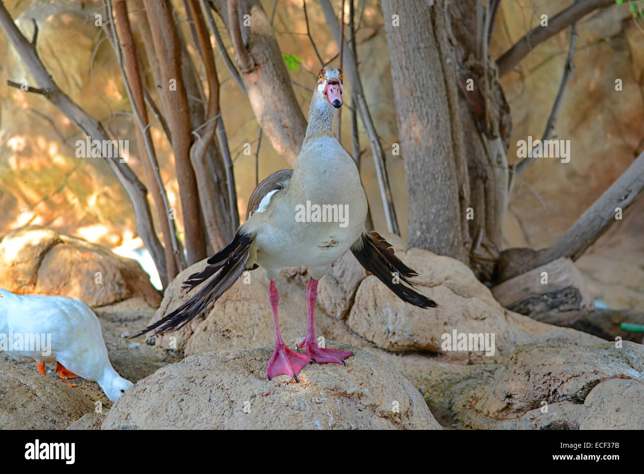 Goose at Emirates Park Zoo in Abu Dhabi, UAE Stock Photo - Alamy