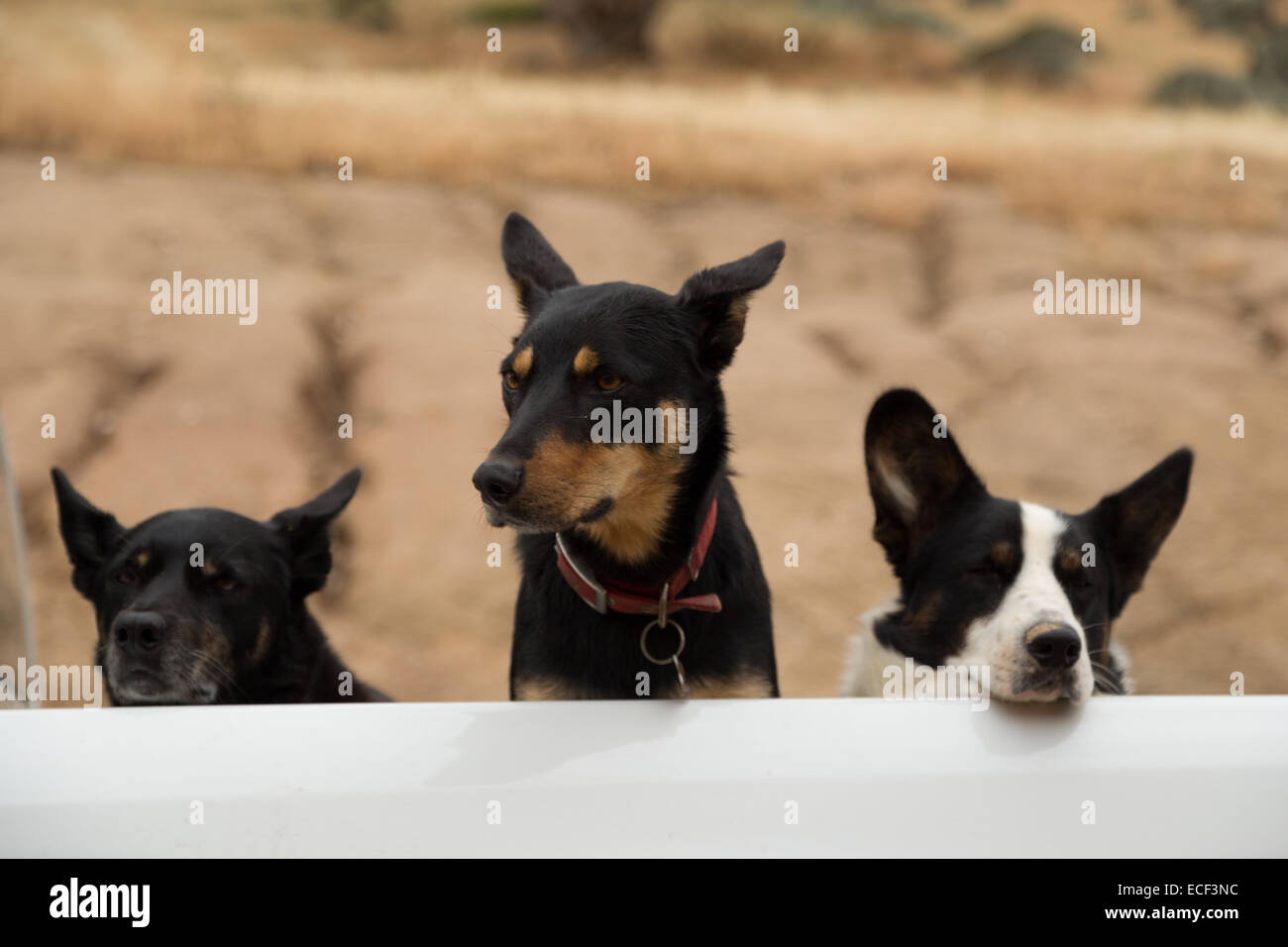 A photograph of some working farm dogs in the back of a car on a farm ...
