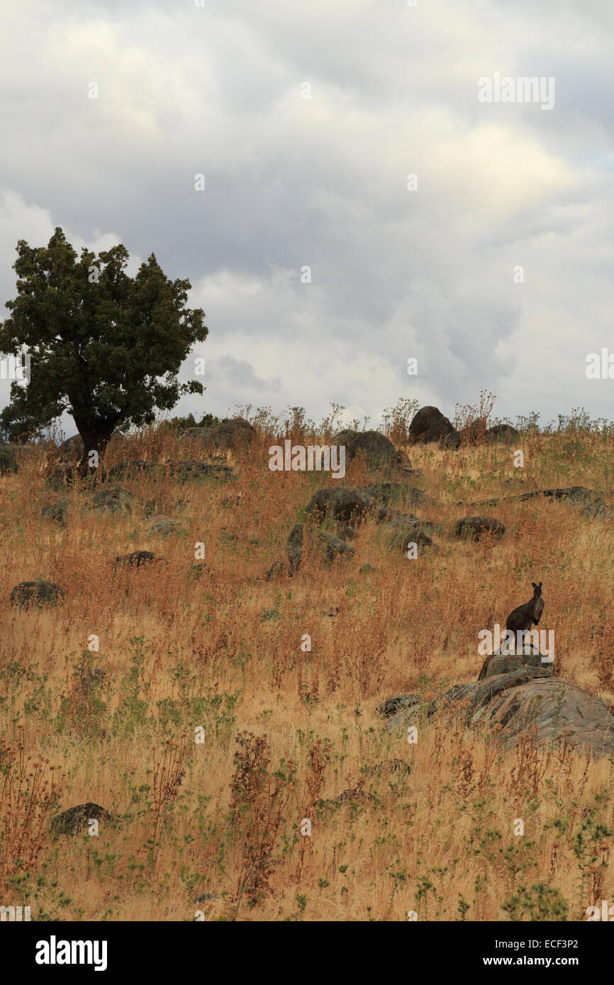 Wallaroo south australia hi-res stock photography and images - Alamy