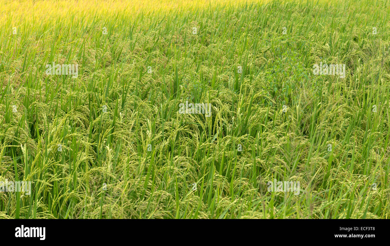 The beautiful landscape of rice fields in Thailand Stock Photo - Alamy