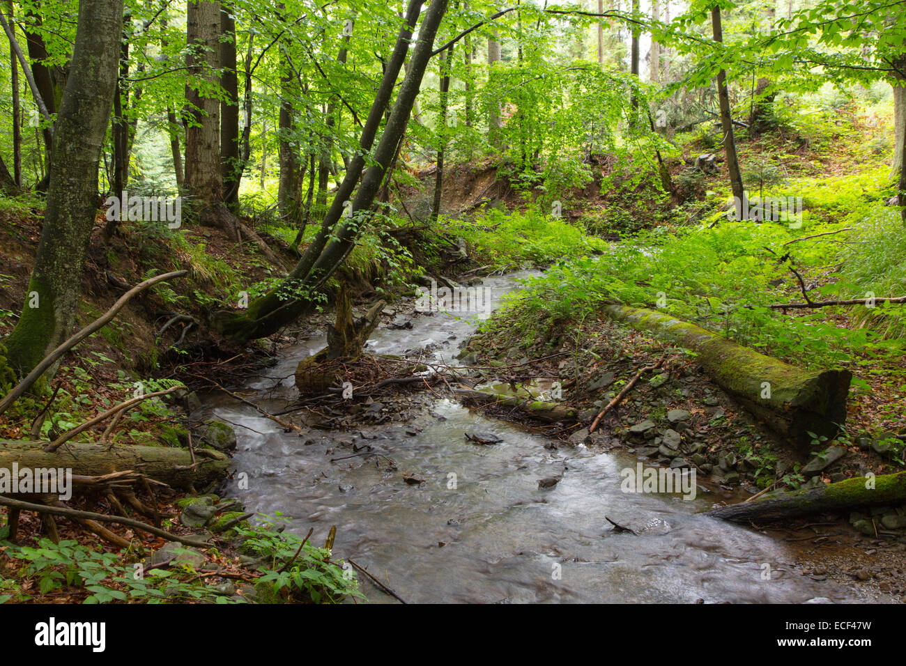 Peaceful forest stream flow down among stones in summer Bieszczady ...