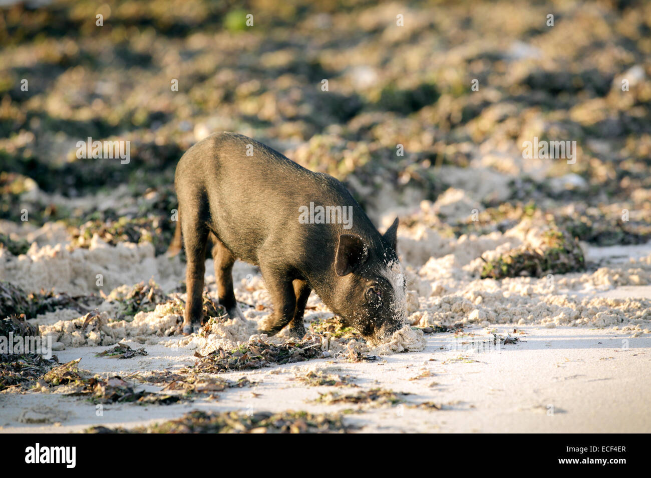 Pig rooting in sand on Nembrala Beach on Rote Island, Indonesia Stock ...