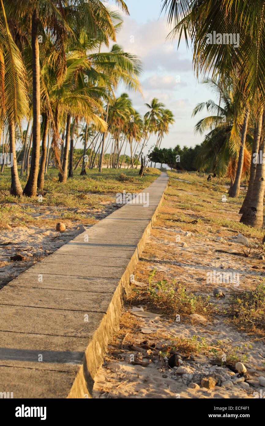 Concrete path through coconut palm trees on a tropical coastline Stock ...