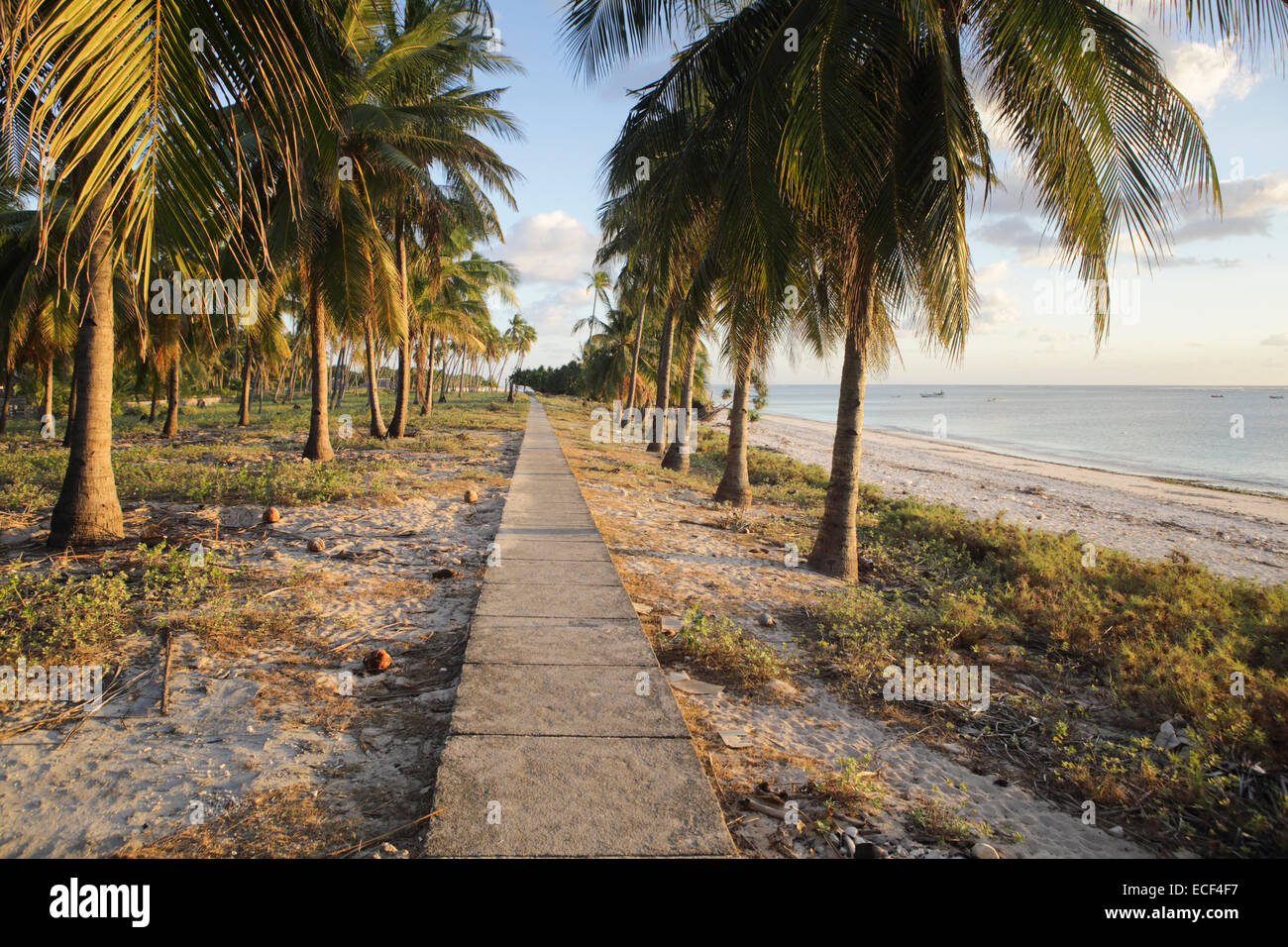 Concrete path through coconut palm trees on a tropical coastline Stock ...