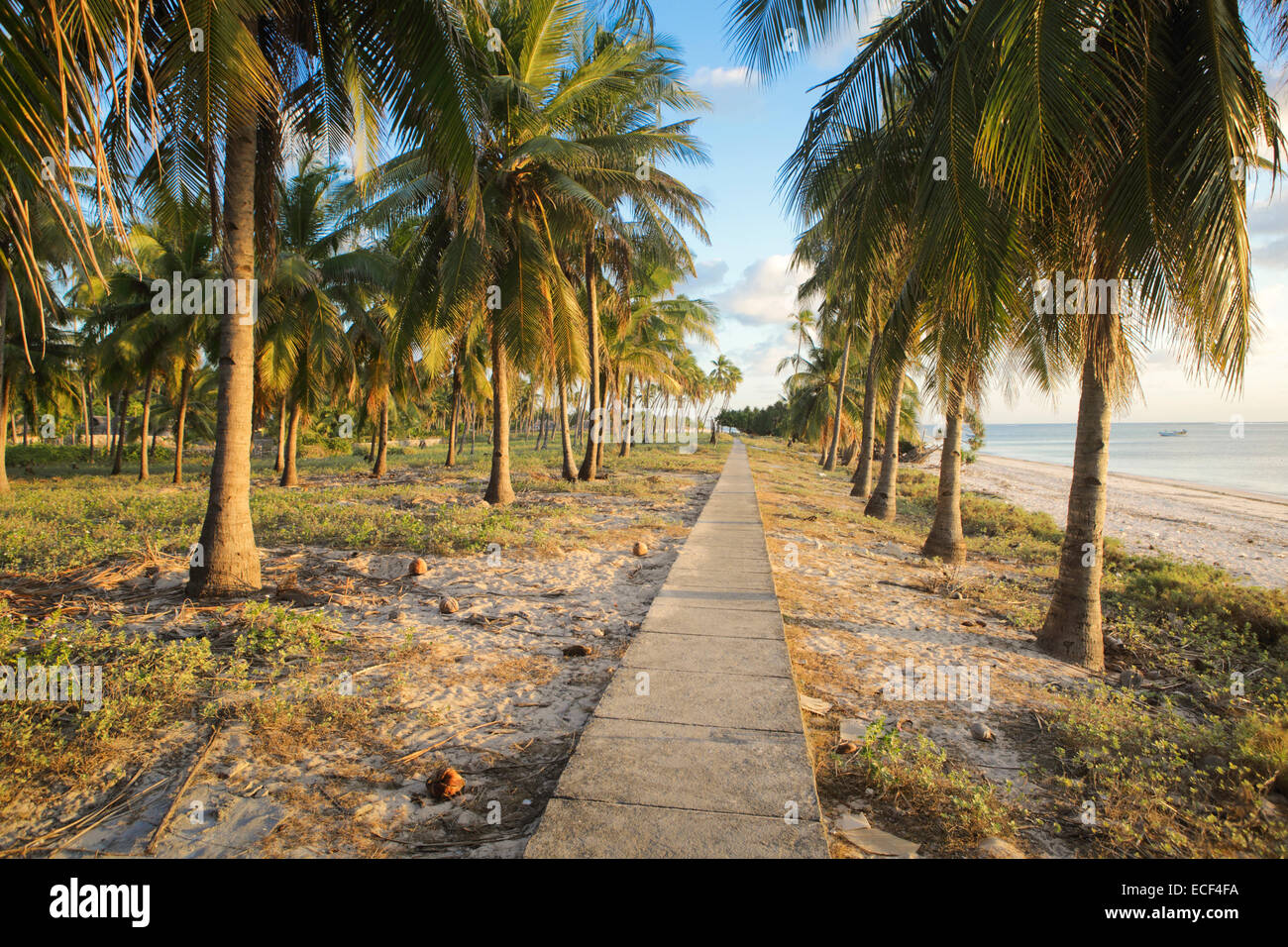 Tropical beach path palm trees hi-res stock photography and images - Alamy