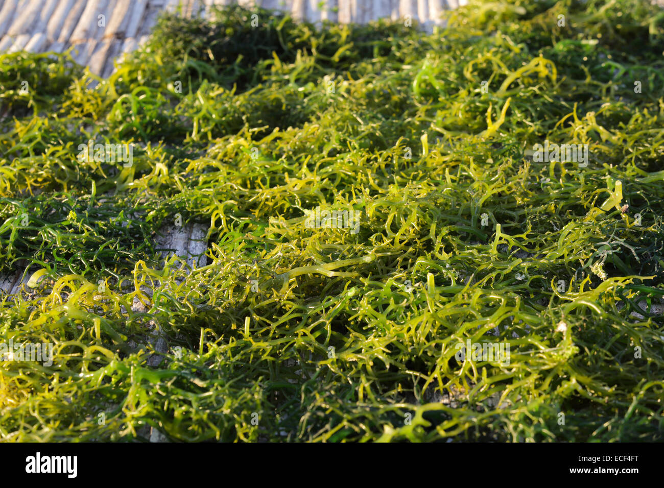 Harvested seaweed lying in sun to dry Stock Photo - Alamy