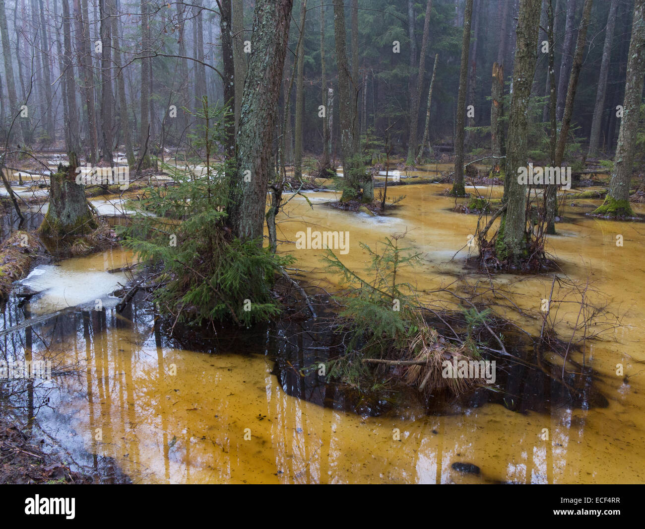 Water and forest hi-res stock photography and images - Alamy