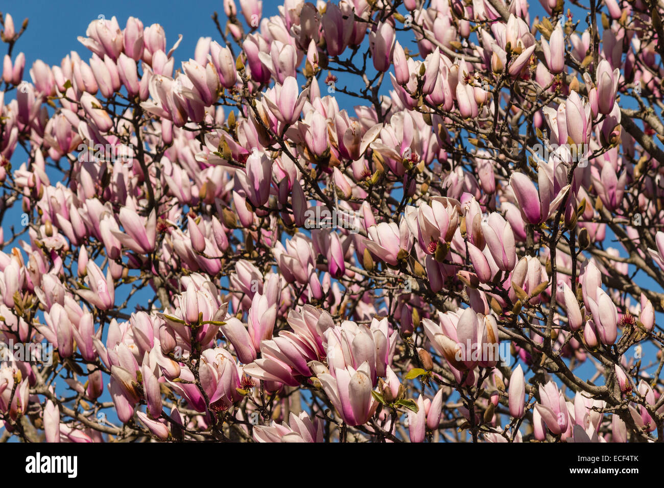 magnolia tree in full bloom Stock Photo - Alamy
