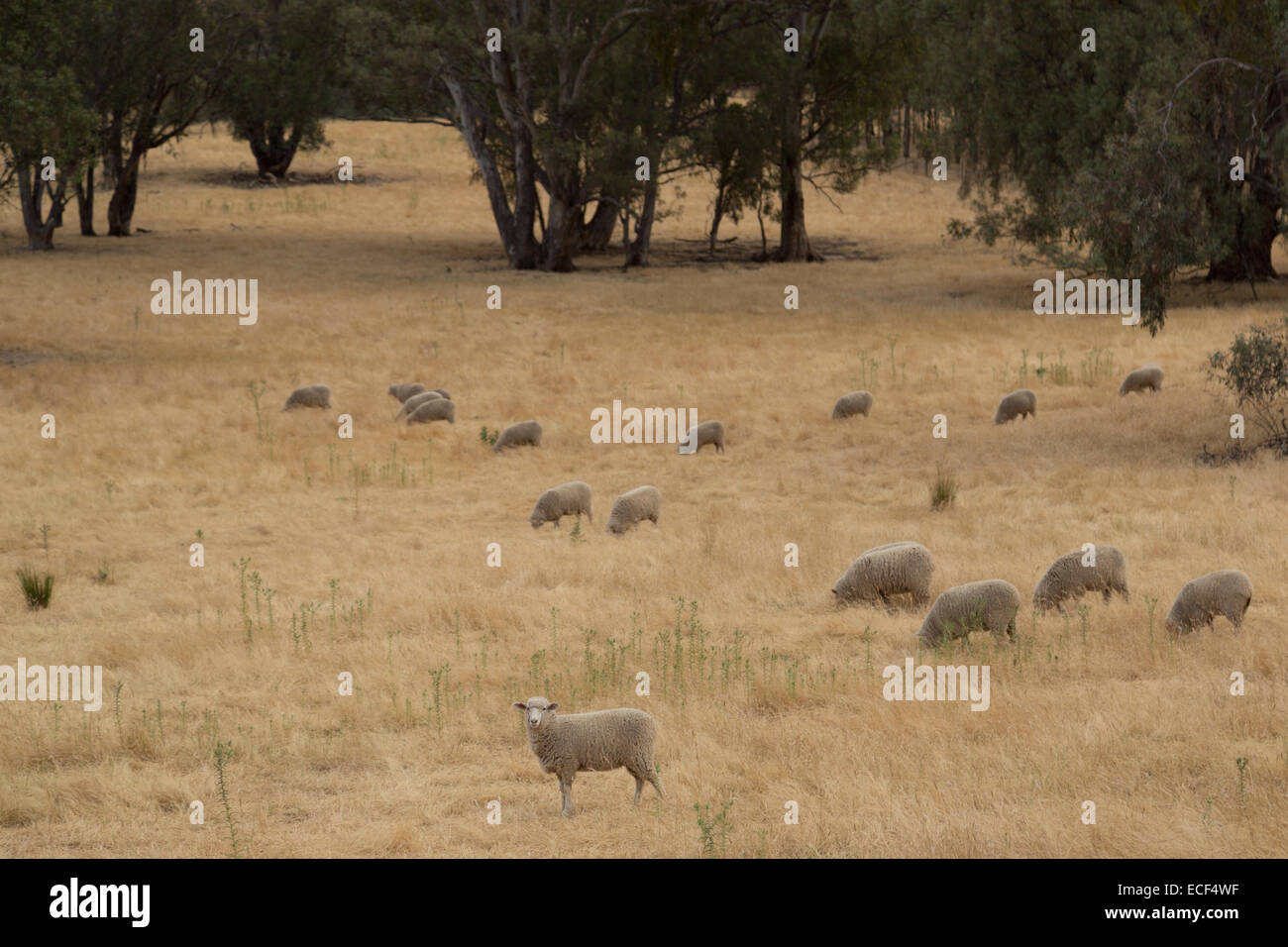 A photograph of some sheep on a very dry drought affected Australian ...