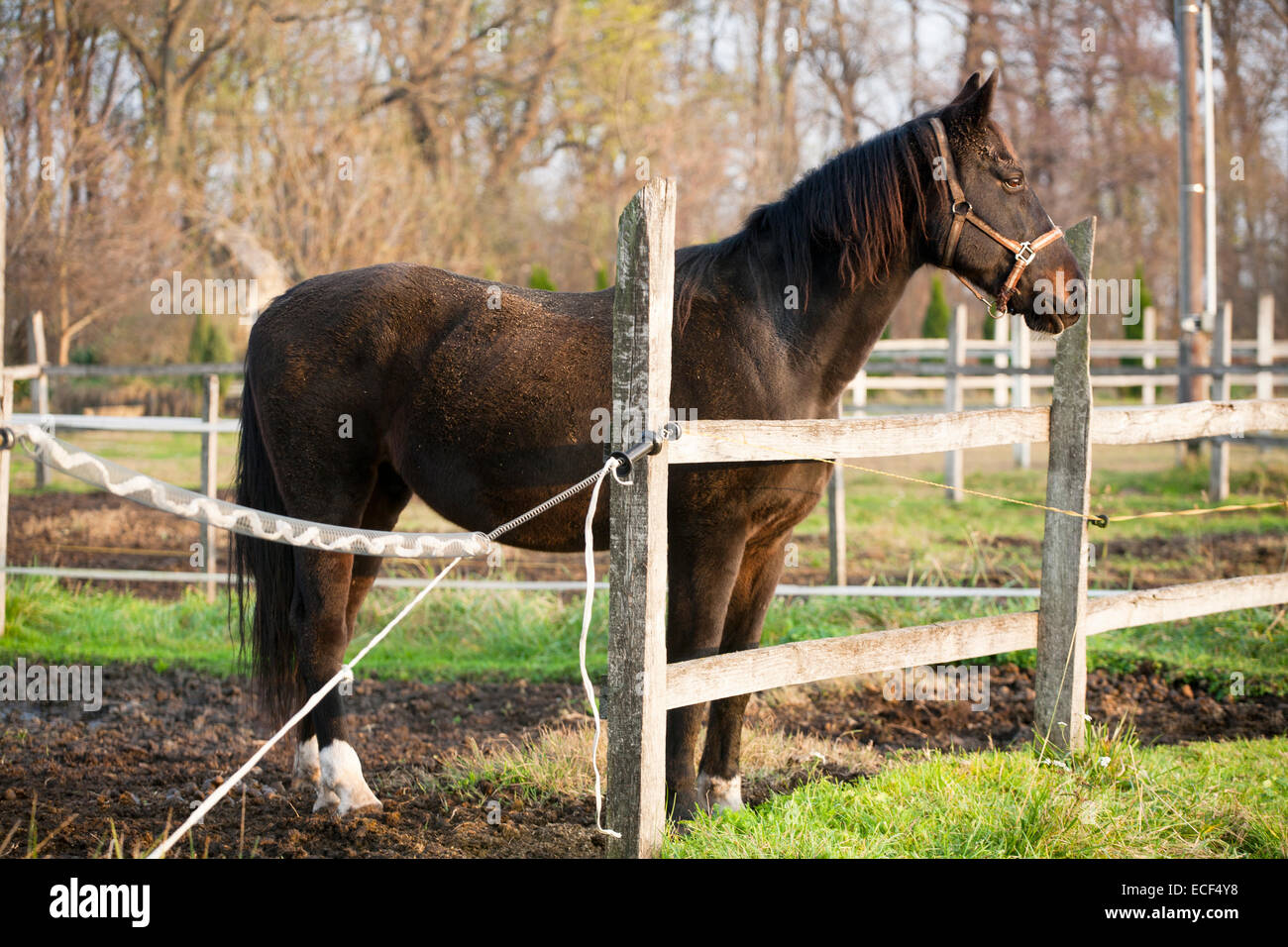 Warm blood bay horse standing hi-res stock photography and images - Alamy