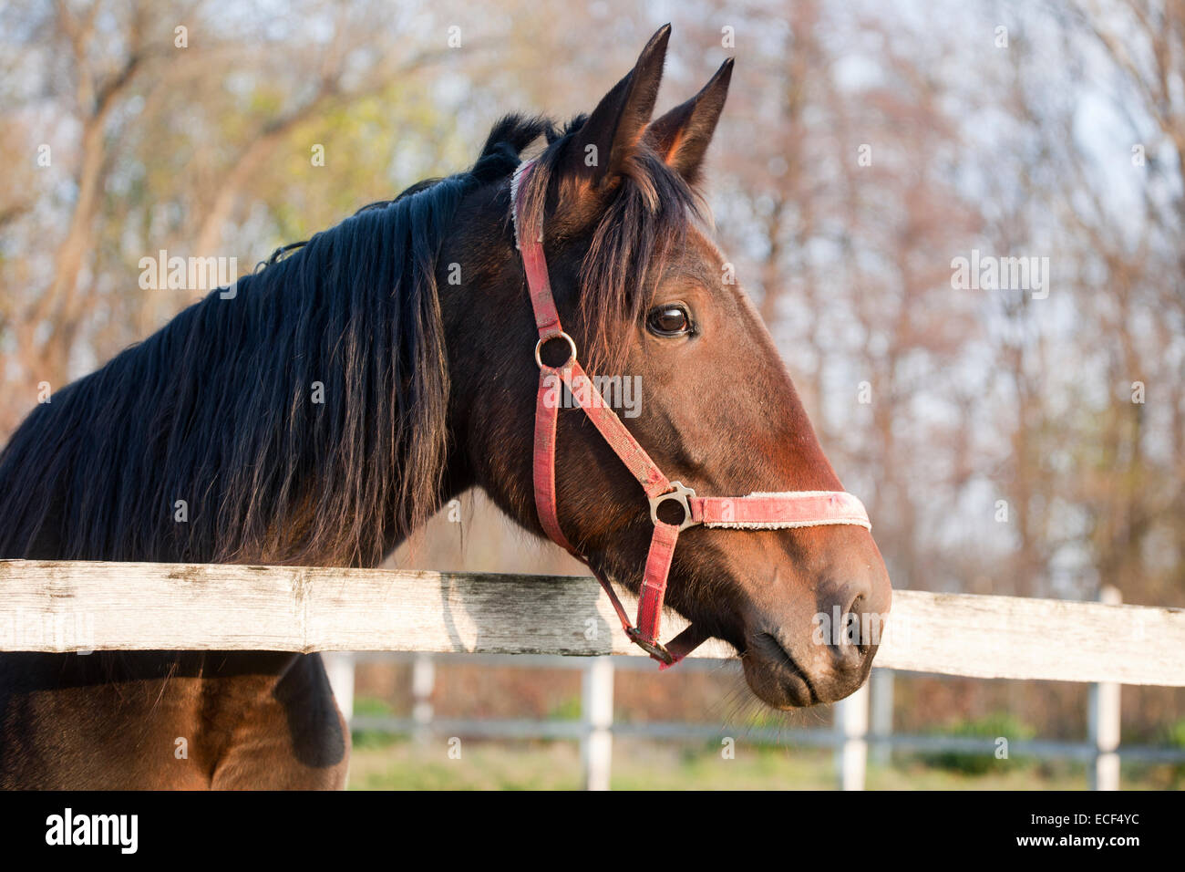 Warm blood bay horse standing hi-res stock photography and images - Alamy