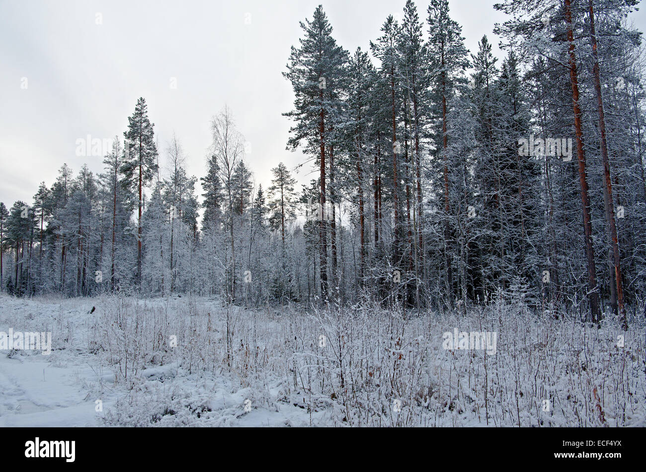 Winter scene . .pine snowy forest Stock Photo - Alamy