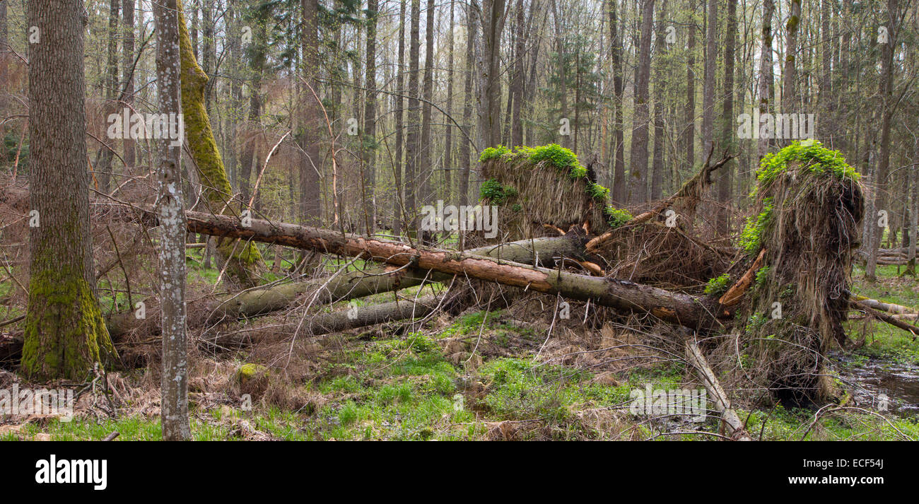 Springtime alder bog forest with standing water and storm broken spruce ...