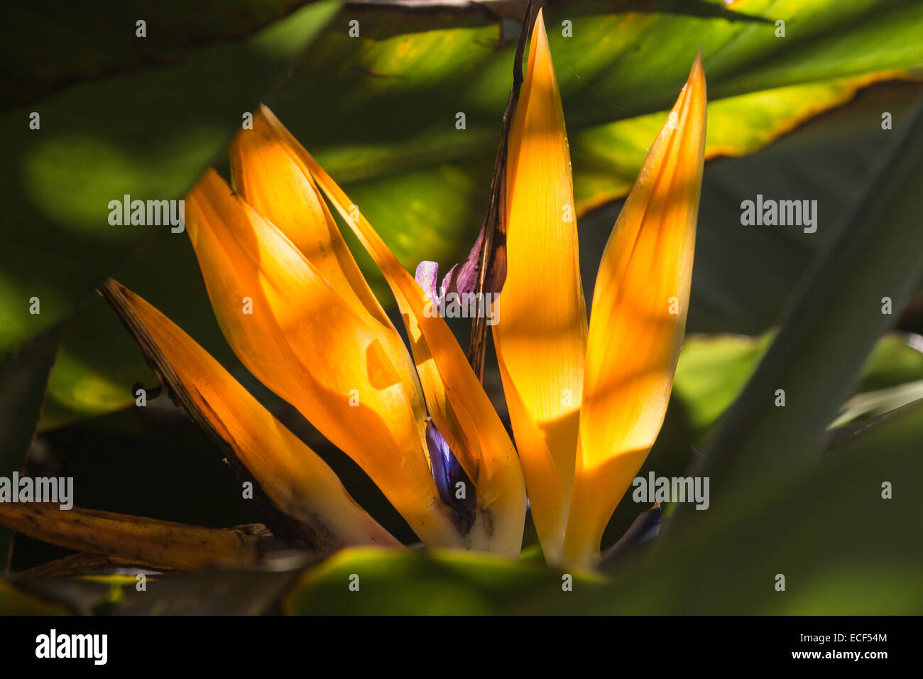 Strelitzia flower hi-res stock photography and images - Alamy