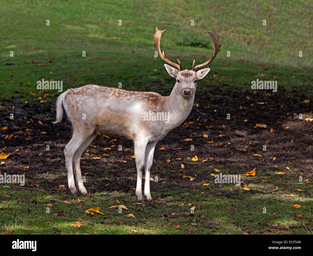Fallow deer stag Stock Photo - Alamy