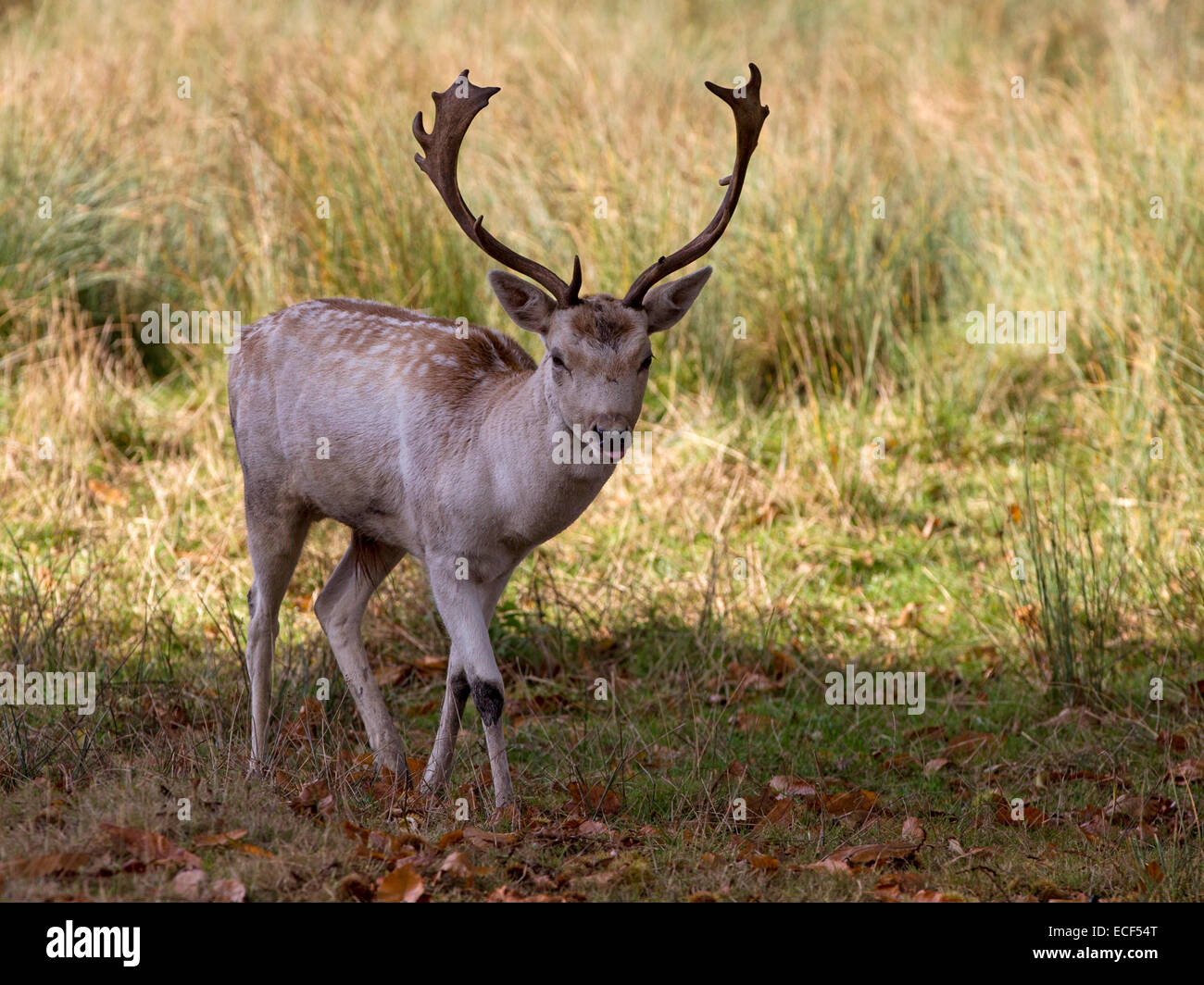 Fallow deer stag Stock Photo - Alamy