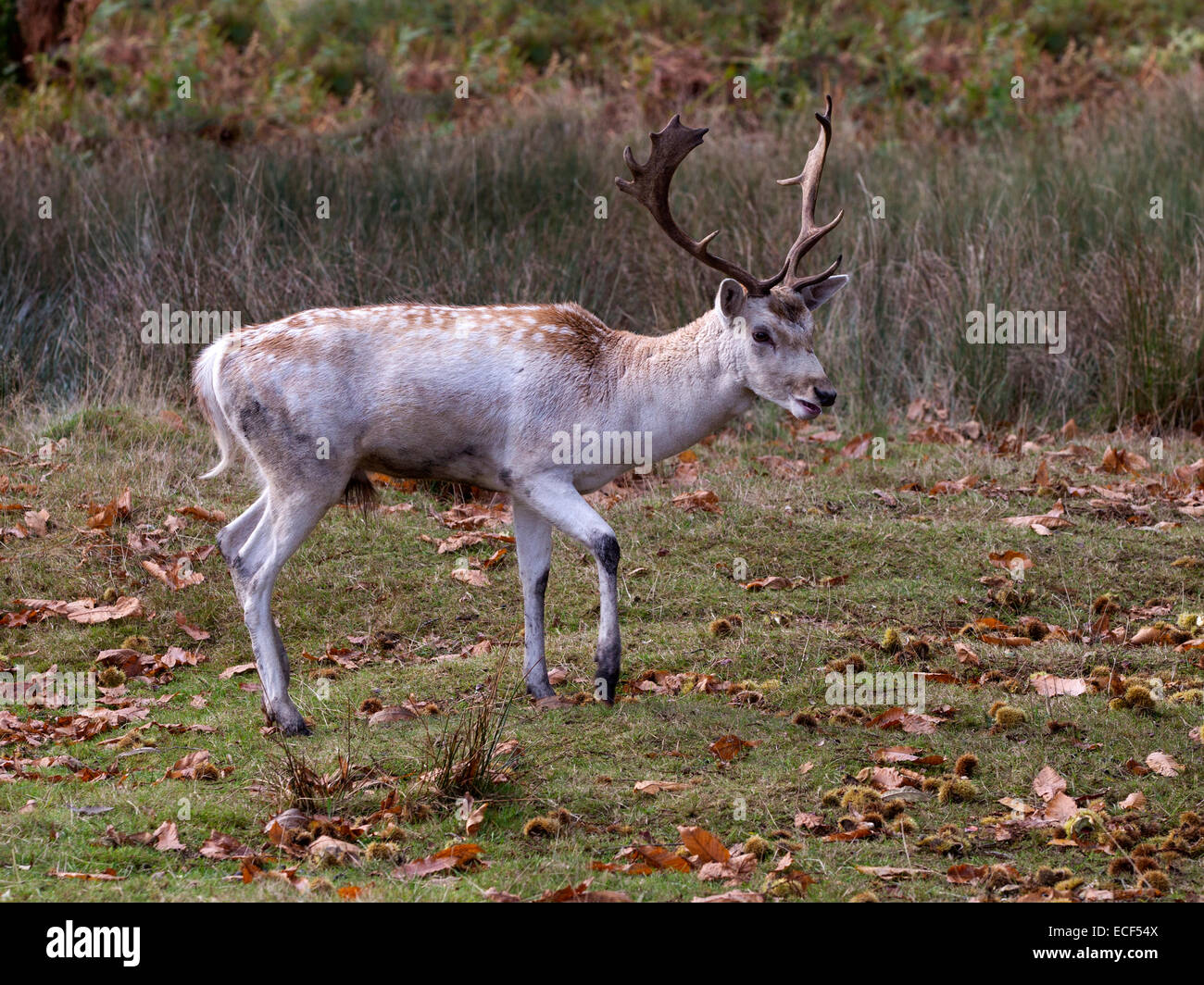 Fallow deer stag walking Stock Photo - Alamy