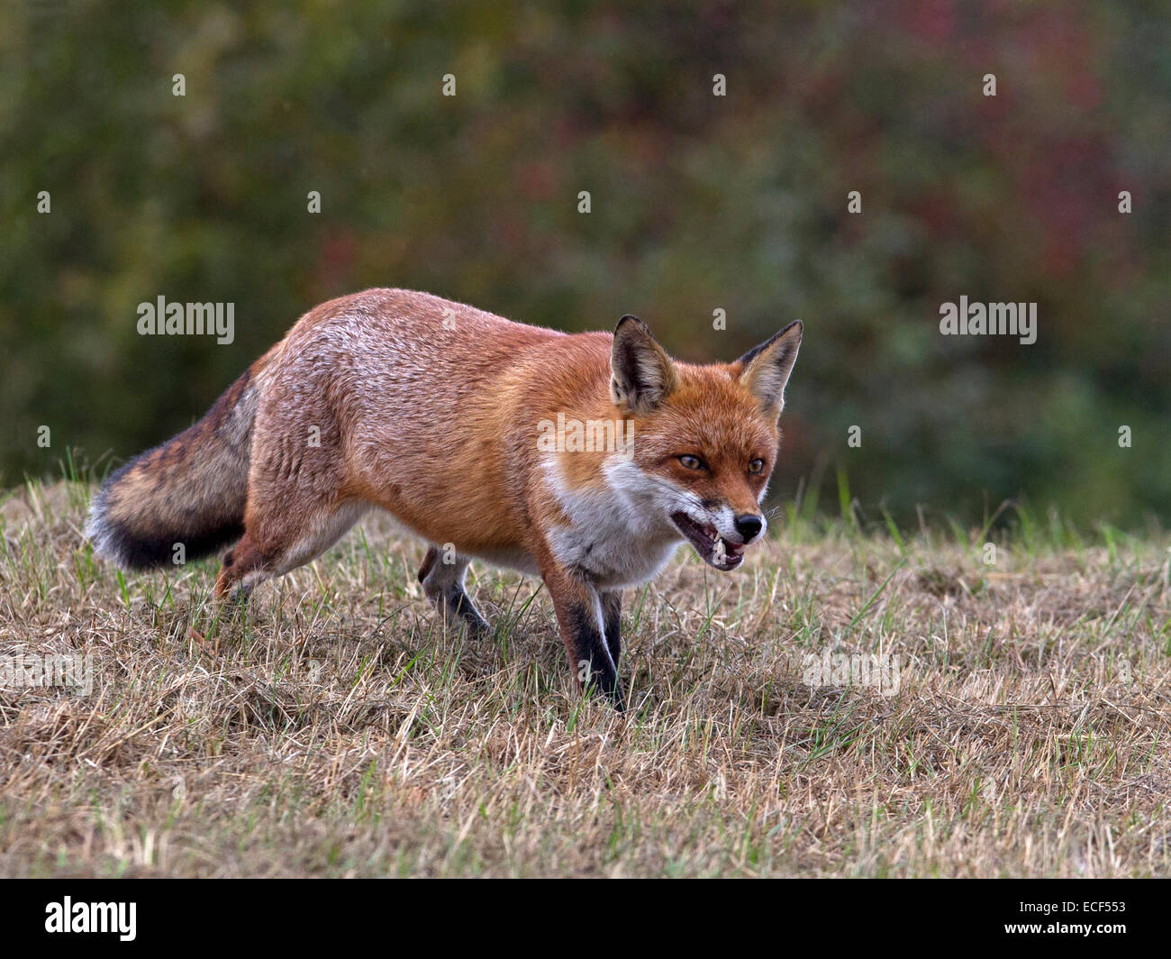 Red fox walking hi-res stock photography and images - Alamy