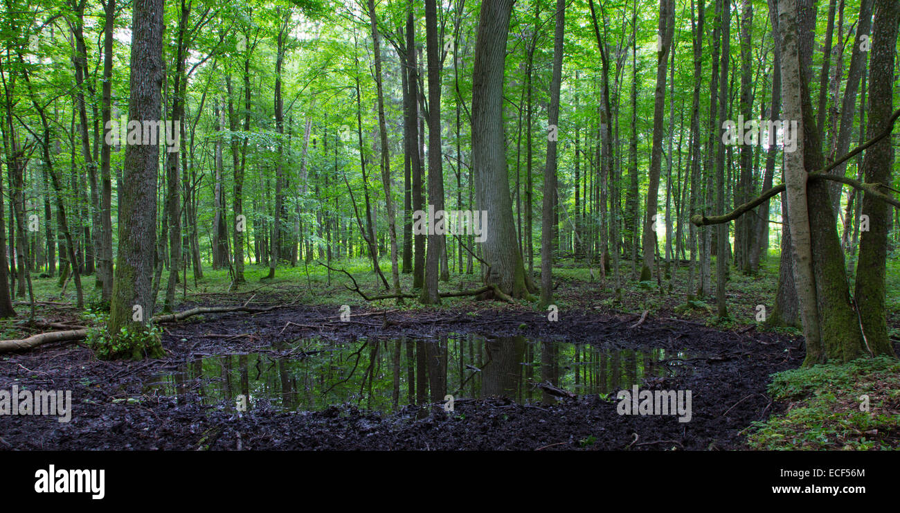 Marshy pond hi-res stock photography and images - Alamy